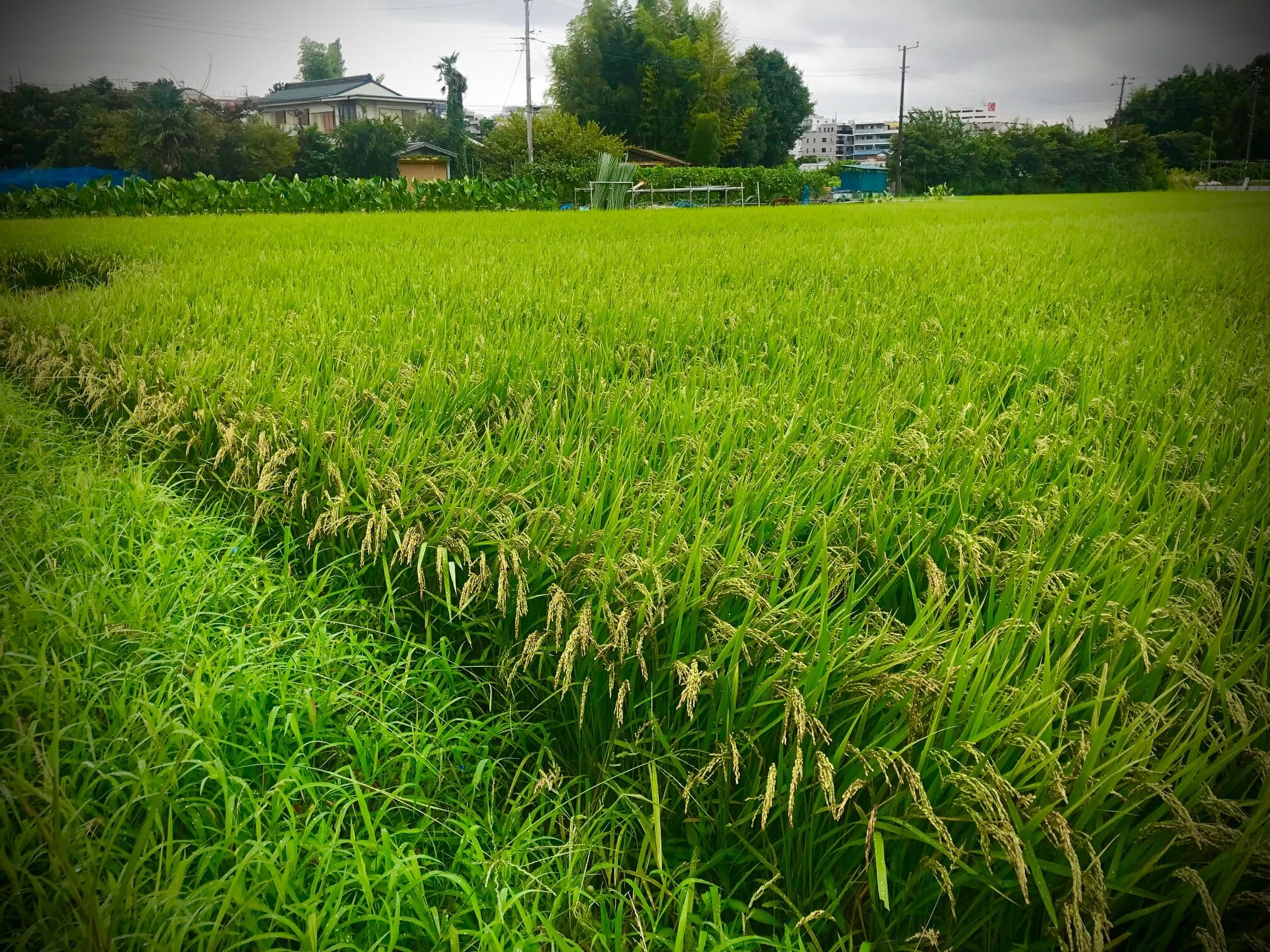 とある MrBachLover の一日 [午後半休編] | BachLoverのブログ